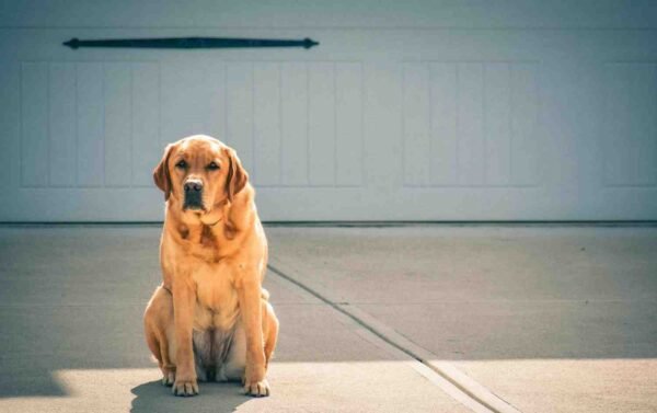Size of Golden Retriever: How Big Will They Actually Grow?