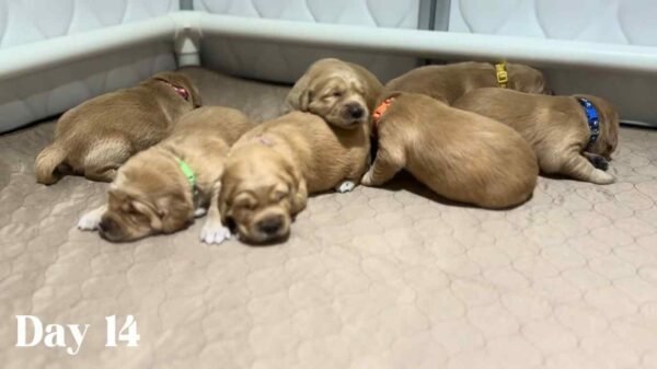 Golden Retriever Growth Chart: From Birth to Full Grown Dog