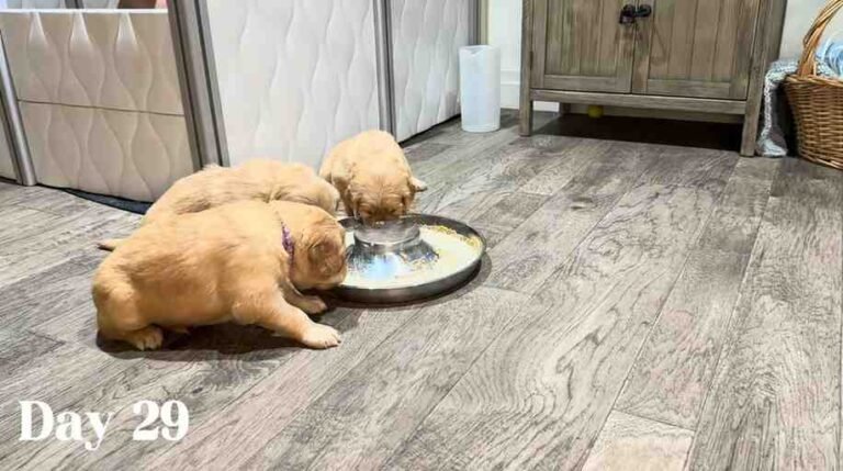 Golden Retriever Growth Chart: From Birth to Full Grown Dog