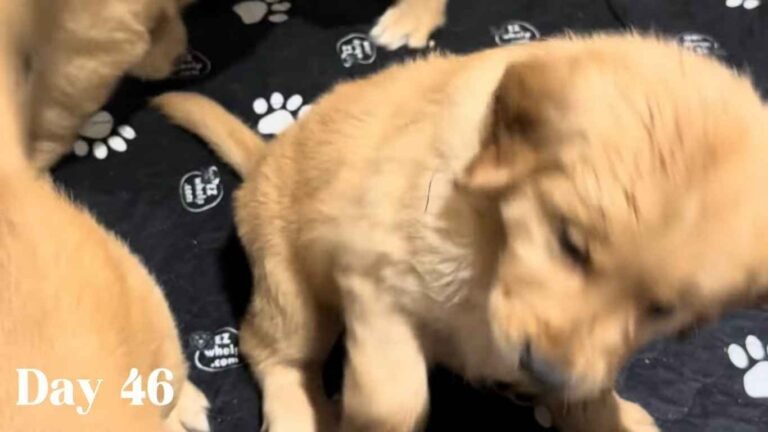 Golden Retriever Growth Chart: From Birth to Full Grown Dog