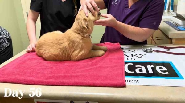 Golden Retriever Growth Chart: From Birth to Full Grown Dog