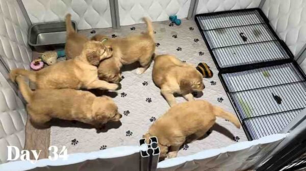 Golden Retriever Growth Chart: From Birth to Full Grown Dog