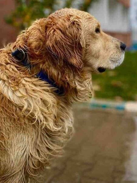 Golden Retriever Growth Chart: From Birth to Full Grown Dog