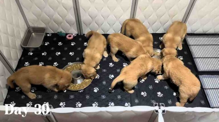 Golden Retriever Growth Chart: From Birth to Full Grown Dog