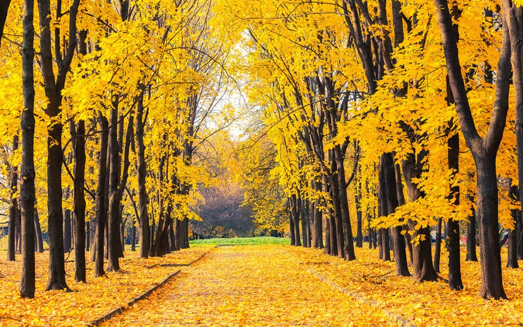 Yellow Spring Road Japan: Unveiling Nature, Culture, and Spiritual ...